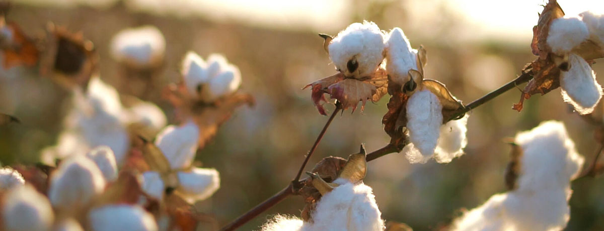 How is Cotton Thread Made? A Comprehensive Guide to Production