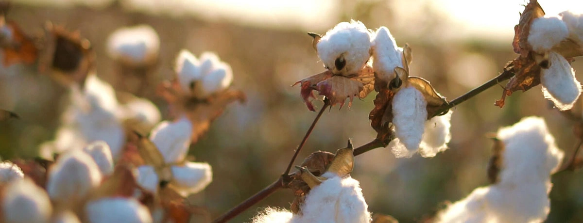 How is Cotton Thread Made? A Comprehensive Guide to Production